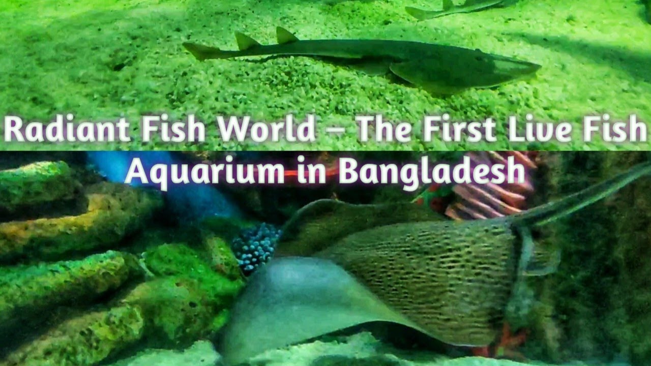 রেডিয়েন্ট ফিস ওয়ার্ল্ড কক্সবাজার || Radiant Fish World Cox's Bazar ...