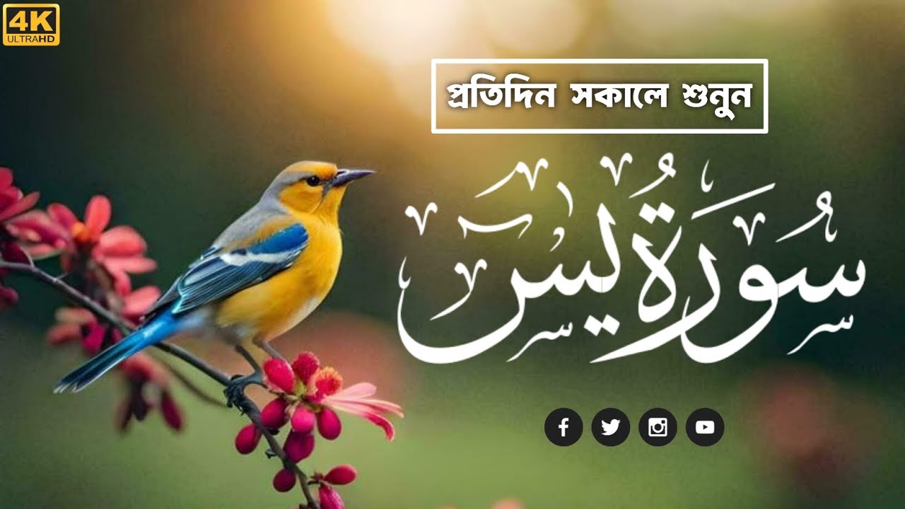 হৃদয় ছুঁয়ে যাওয়া কুরআন তেলাওয়াত | Surah Yaseen Beautiful Tilawat ...