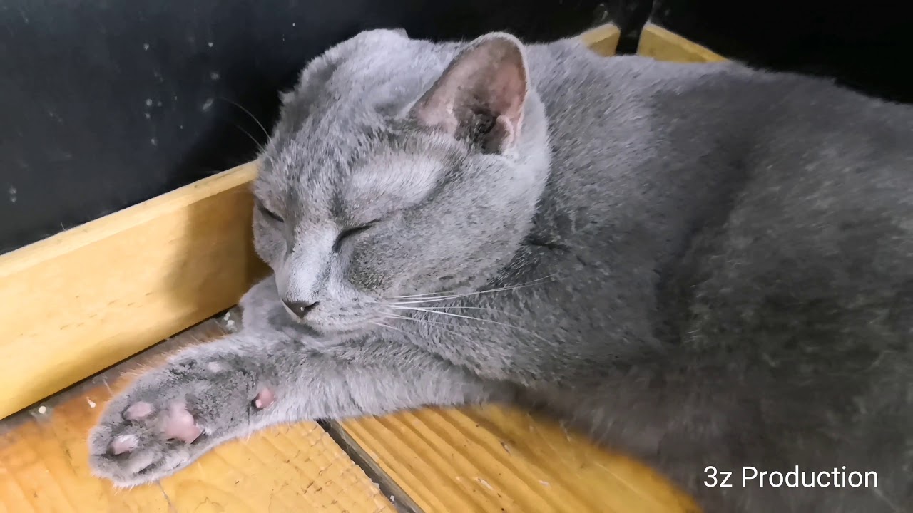 Vlog ~ Berjalan di G2G Animal Garden Maeps Serdang 2019 - YouTube