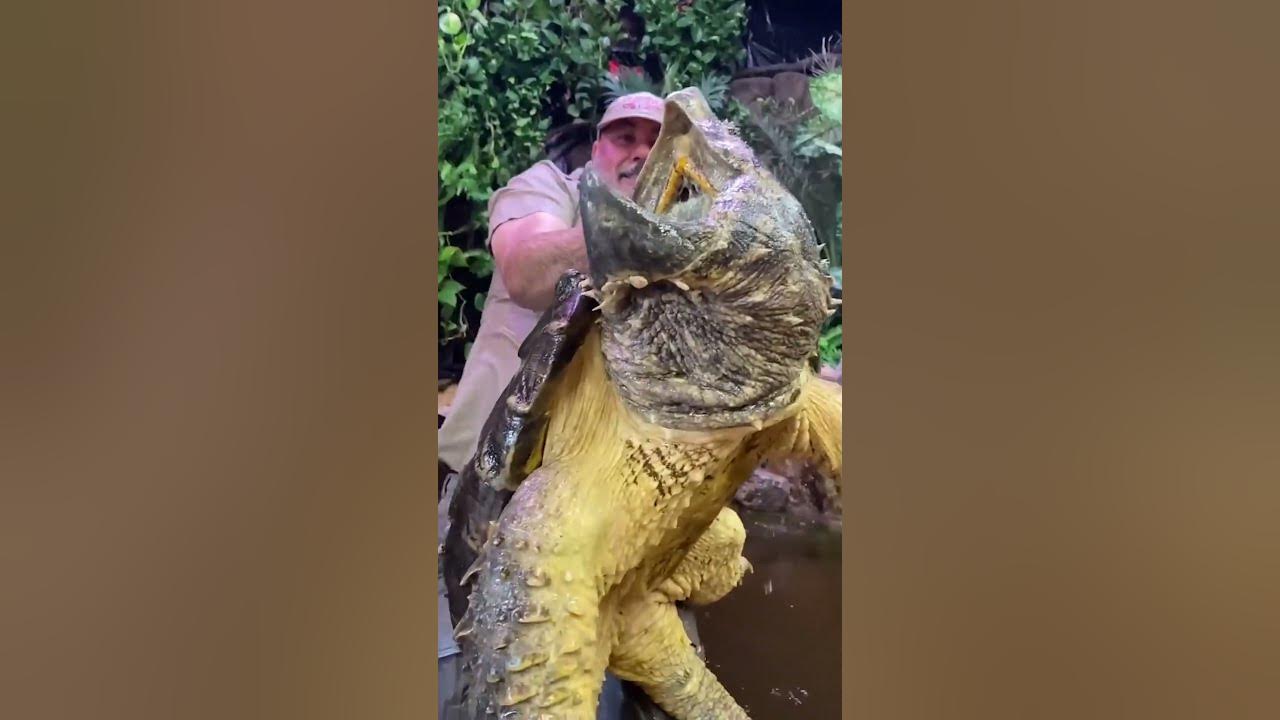 Huge Alligator Snapping Turtle! #american #alligatorsnappingturtle # ...