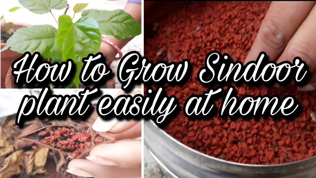 How to Grow Sindoor Plant Easily at home - YouTube