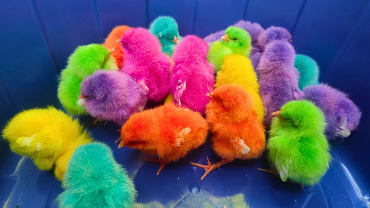 Transport cute chicks, Colorful Chicks, Rainbow Chicks, Turtles, Ducks ...