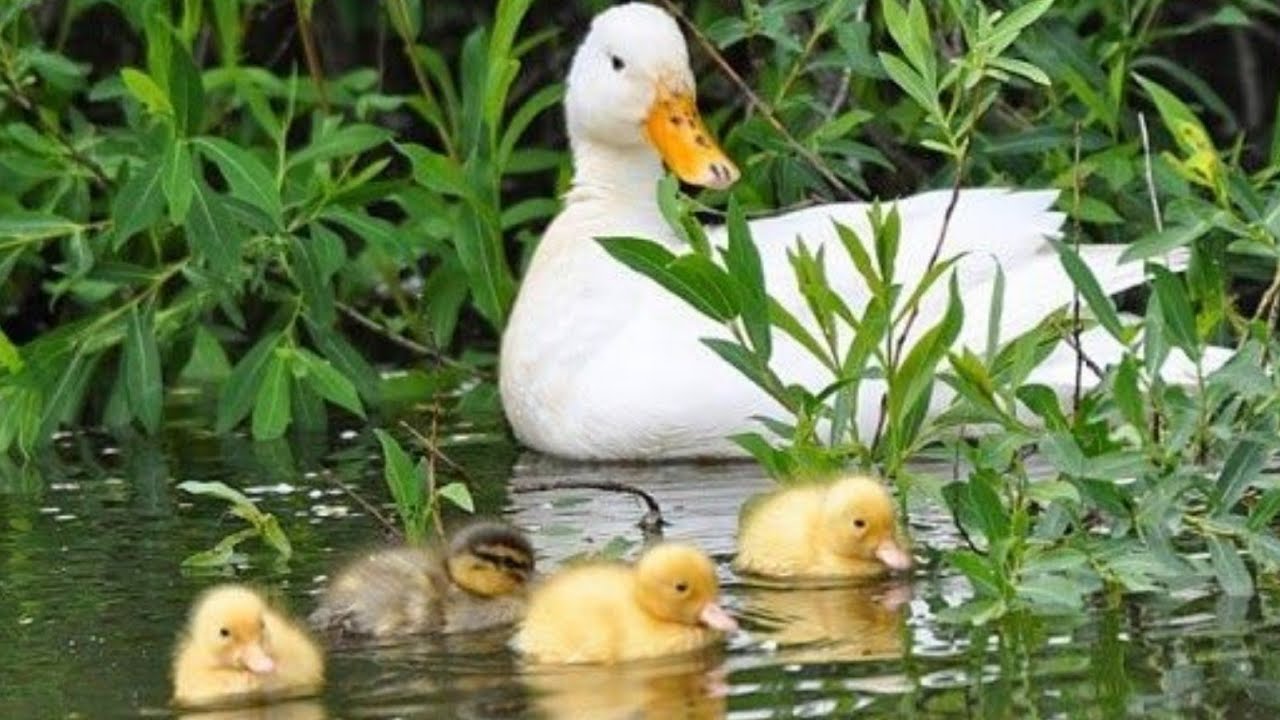 Duck Sound duckling in the pond -duck quack #Duck - YouTube