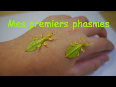 Tuto phasme feuille - YouTube