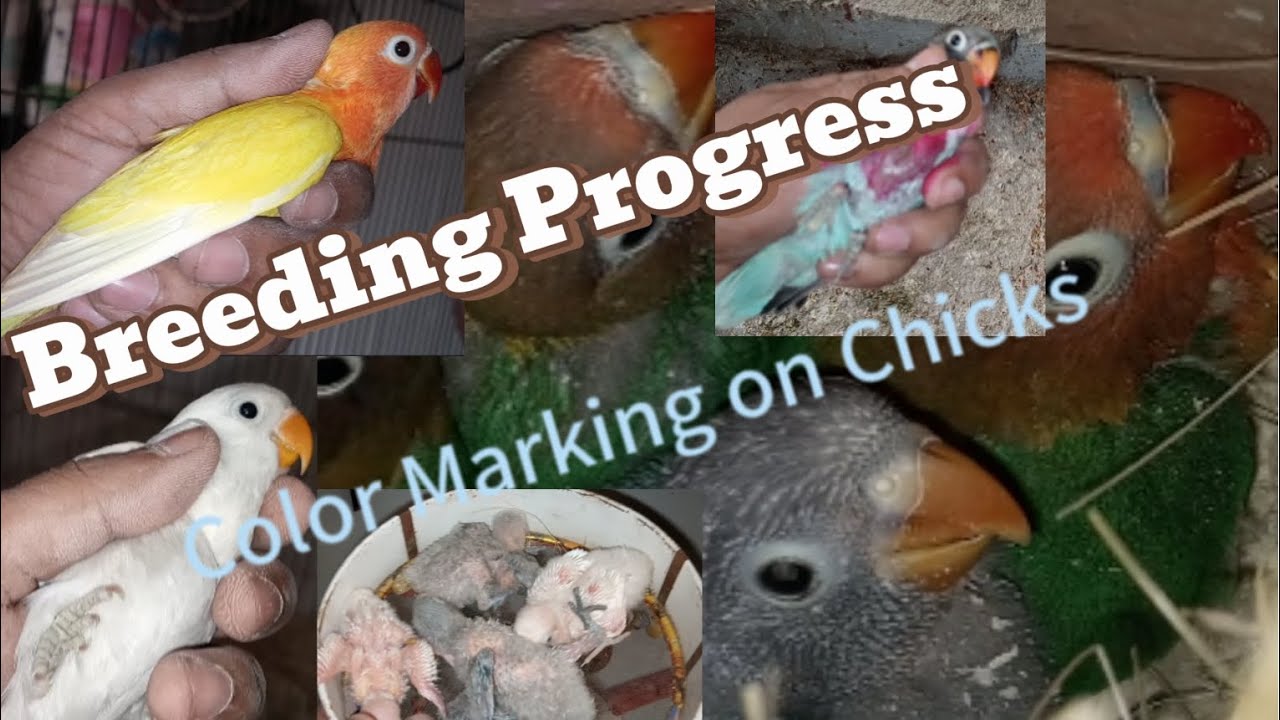 Breeding Progress Love Birds&Color Marking on chicks - YouTube