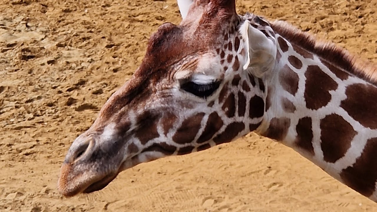Whipsnade Zoo, England UK 🇬🇧 - YouTube