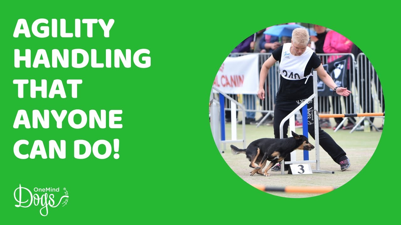 OneMind Dogs - one agility handling method, multiple ways of handling ...