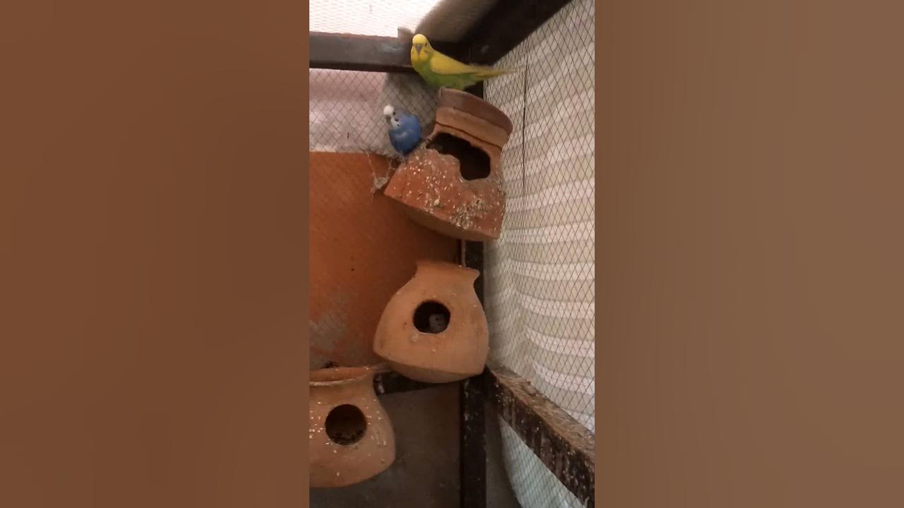 Bird's information #birdsofaustralia #birdslover #birds #egg #chiks #baby #egg #shorts # ...