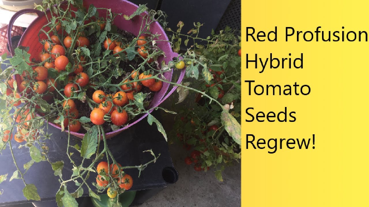(Video 50) Regrowing Red Profusion Cherry Tomatoes From Summer Seeds ...