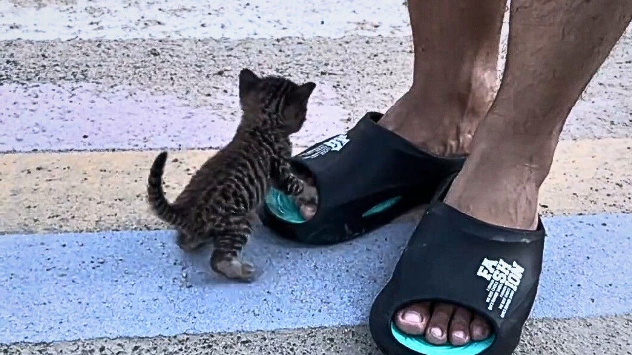 "Can you take me with you?" A homeless stray kitten mustered up the ...