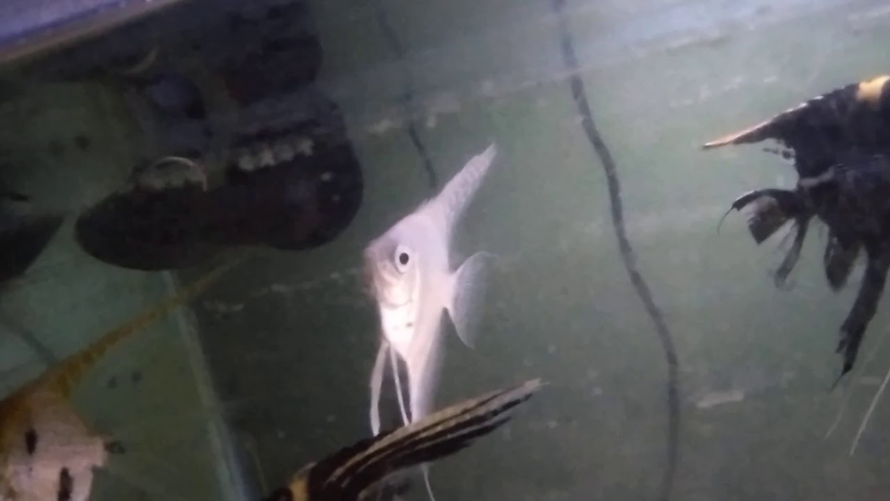 Mini angelfish tank tour - YouTube