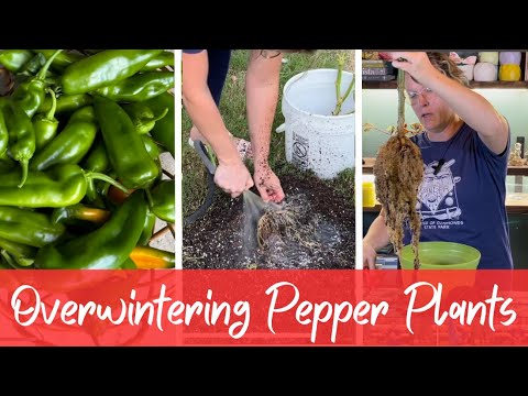 Overwintering Pepper Plants For The First Time 🌶🌶🌶 - YouTube