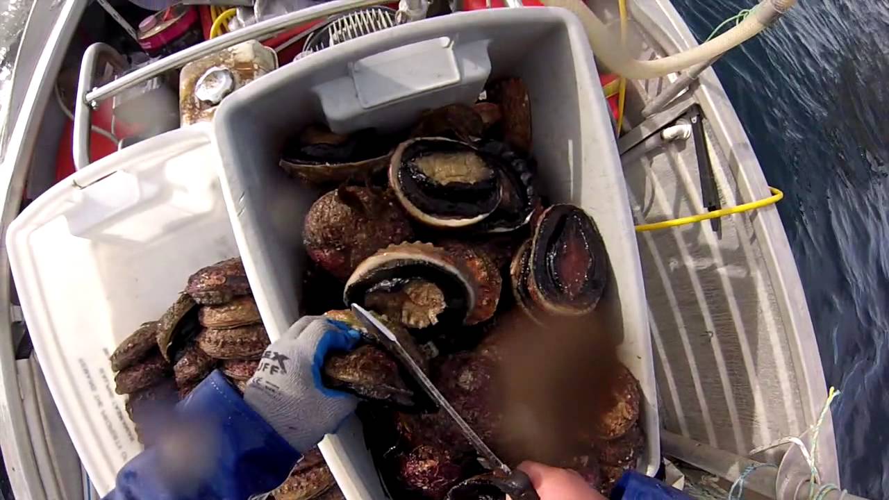 ABALONE DIVING TASMANIA - YouTube