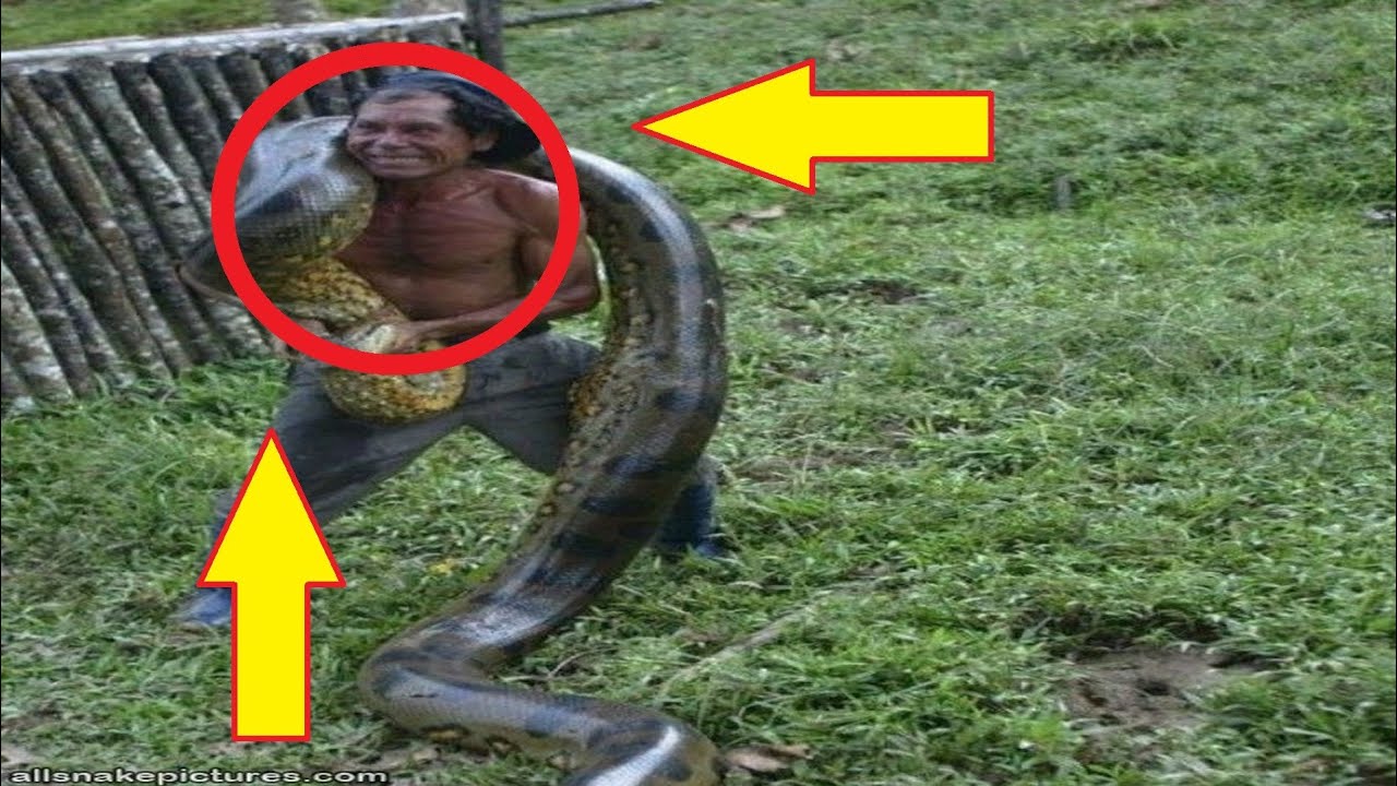 FIGHTING WITH A VERY BIG SNAKE | ANACONDA VS. HUMAN - YouTube