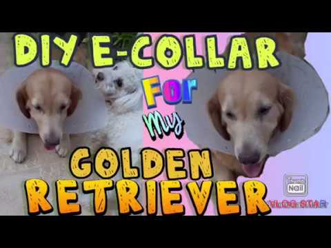 HOW TO MAKE DIY E-COLLAR FOR YOUR PETS - YouTube