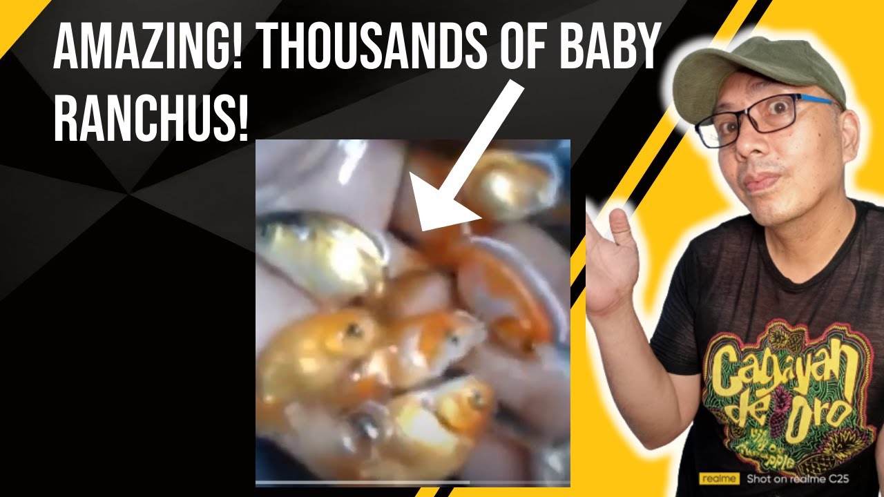 baby ranchu goldfish this is my own breed ranchus wayback 2014 - YouTube