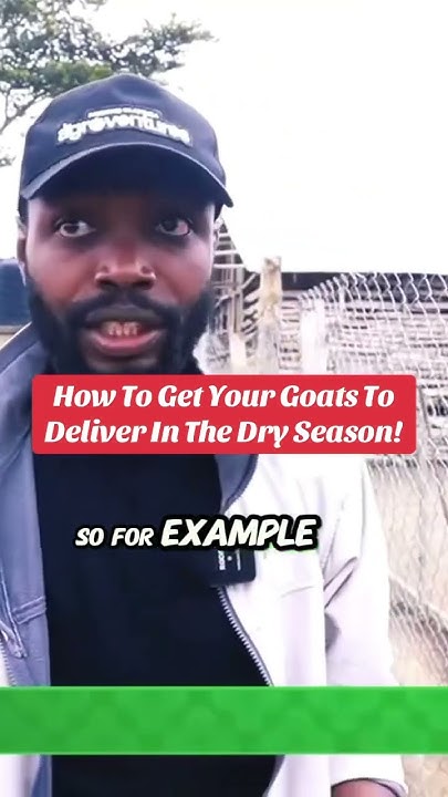 How To Get your goats To deliver in the dry season!! #semanhyiafarms # ...