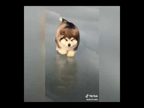 Fluff Boi Super Cut - YouTube