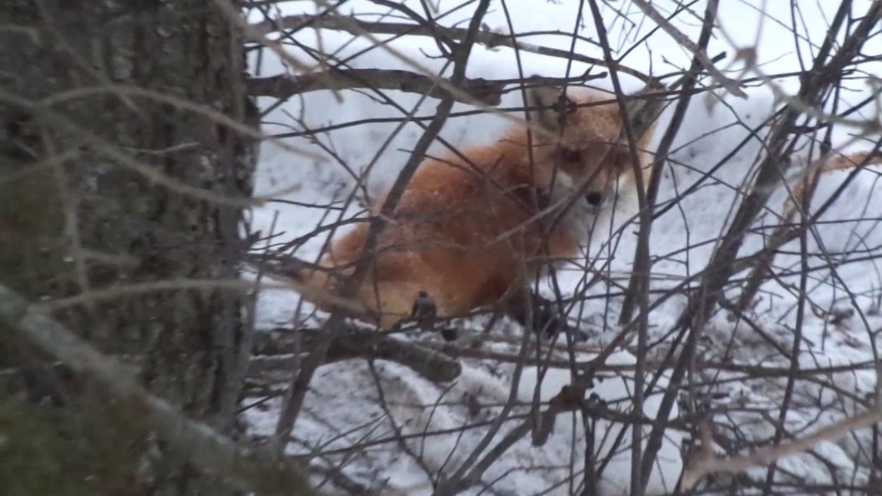 Fox #2 Of 2017 Off A Hay Mound Set - YouTube