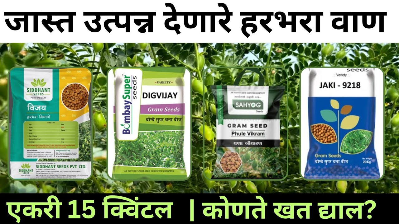 जास्त उत्पन्न देणारे हरभरा वाण | Chana Variety | Harbhara jati ...
