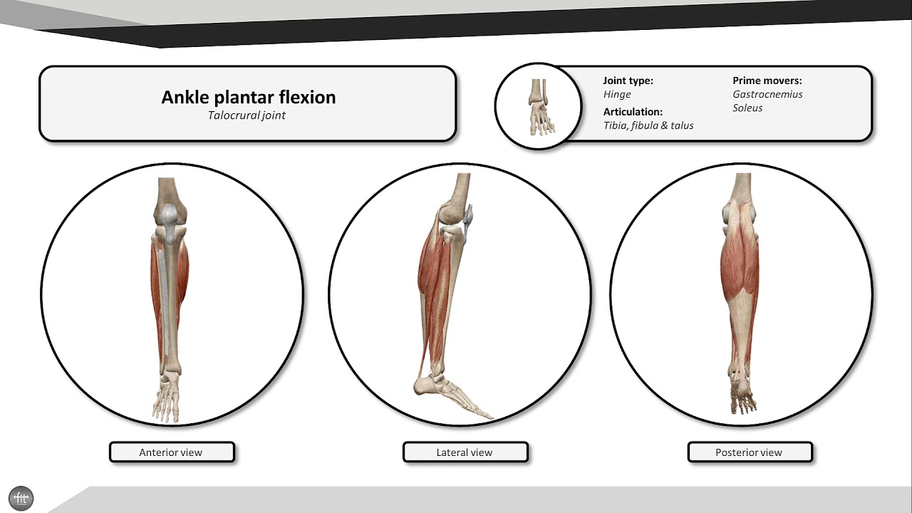 Ankle plantar flexion - YouTube