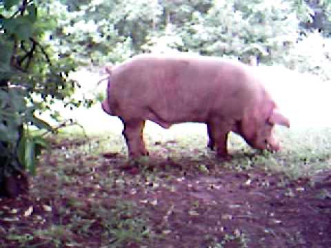 hogzilla family georgia - YouTube