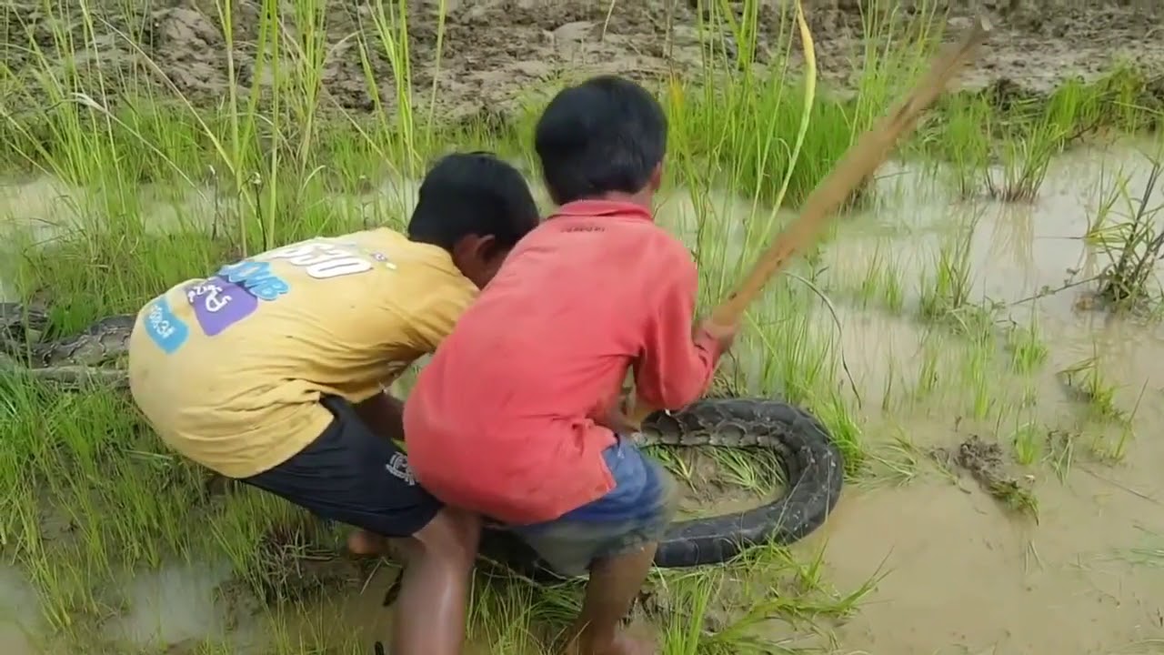 Cambodian kids catching snakes at rice field. - YouTube