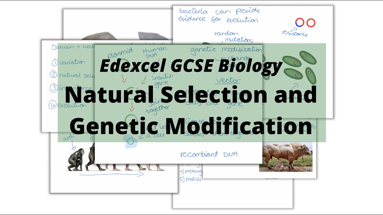 The WHOLE of Edexcel GCSE Biology NATURAL SELECTION AND GENETIC ...