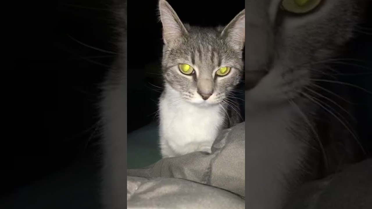 Compilation Of Grey Cat Jumping At Camera - YouTube