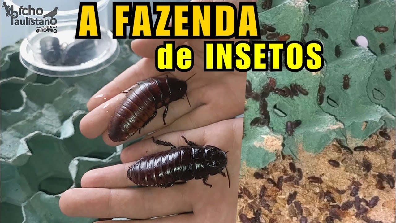 Como funciona uma criação de INSETOS para ALIMENTAÇÃO? Barata gigante ...