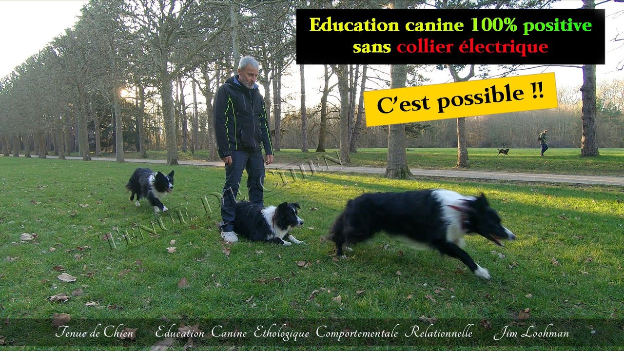 Tenue de Chien - Exercices d'obéissance 100% renforcement positif - YouTube