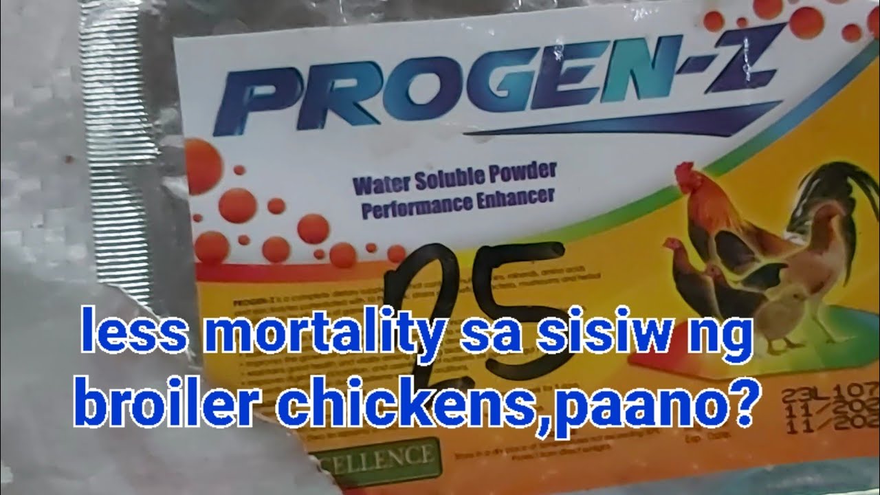 paano mapanatiling mababa ang mortality ng ating mga alagang sisiw na ...