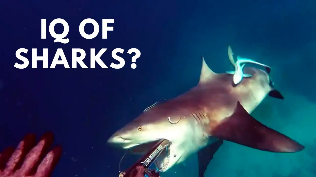 How Smart Are Sharks Really? - YouTube