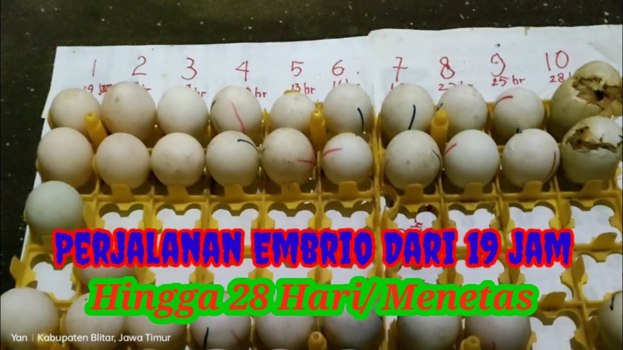 Perjalanan Embrio Mulai 19 jam Hingga 28 HR #inkubator #penetasanbebek ...