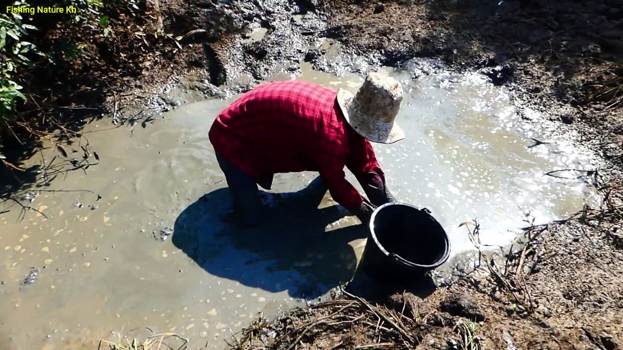 Fishing Nature Kh - Find Catfishes Mud fishes Meet Water Giant - YouTube