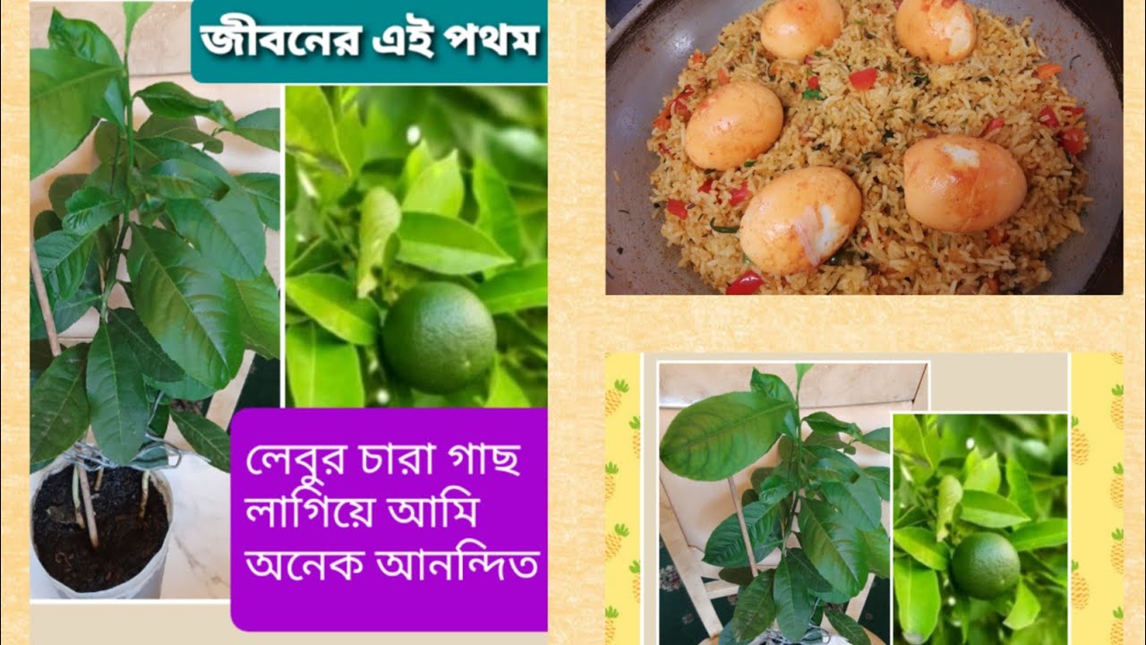 Repotting my Bangladeshi lemon plants (দেশি জারা লেবুর গাছ লাগিয়ে আমি ...