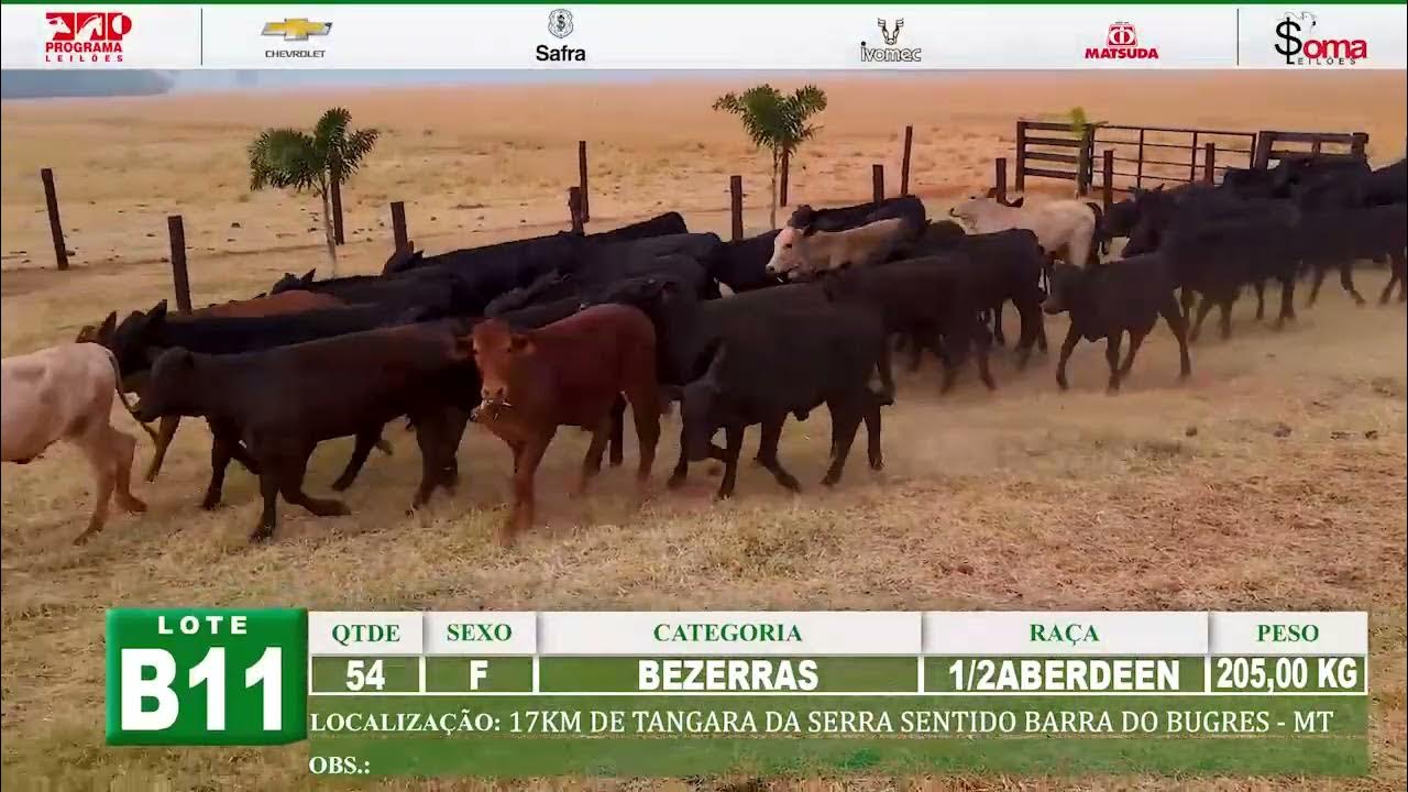 LOTE B11 - YouTube