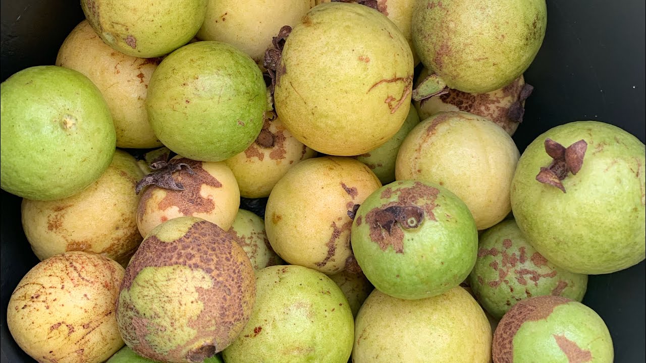 Postreng bayabas , guava with coconut milk and sugar , sweet, creamy ...