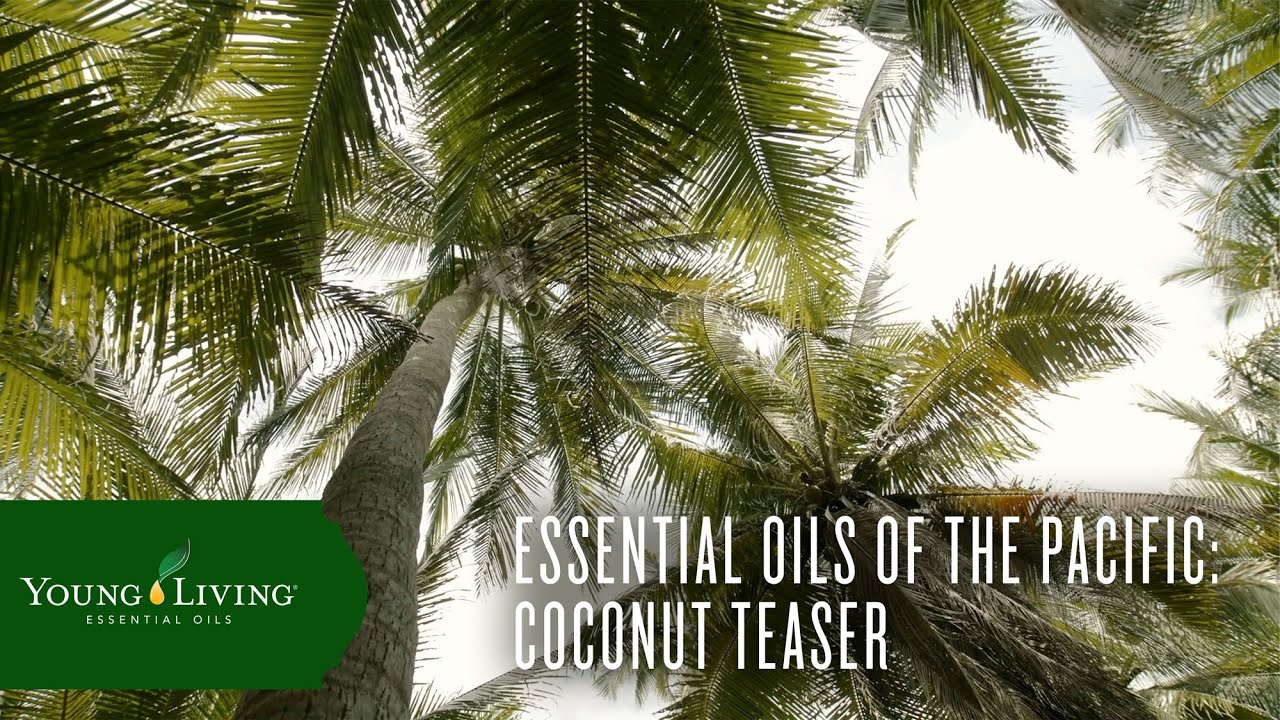 Essential Oils of the Pacific: Coconut Teaser 1 - YouTube
