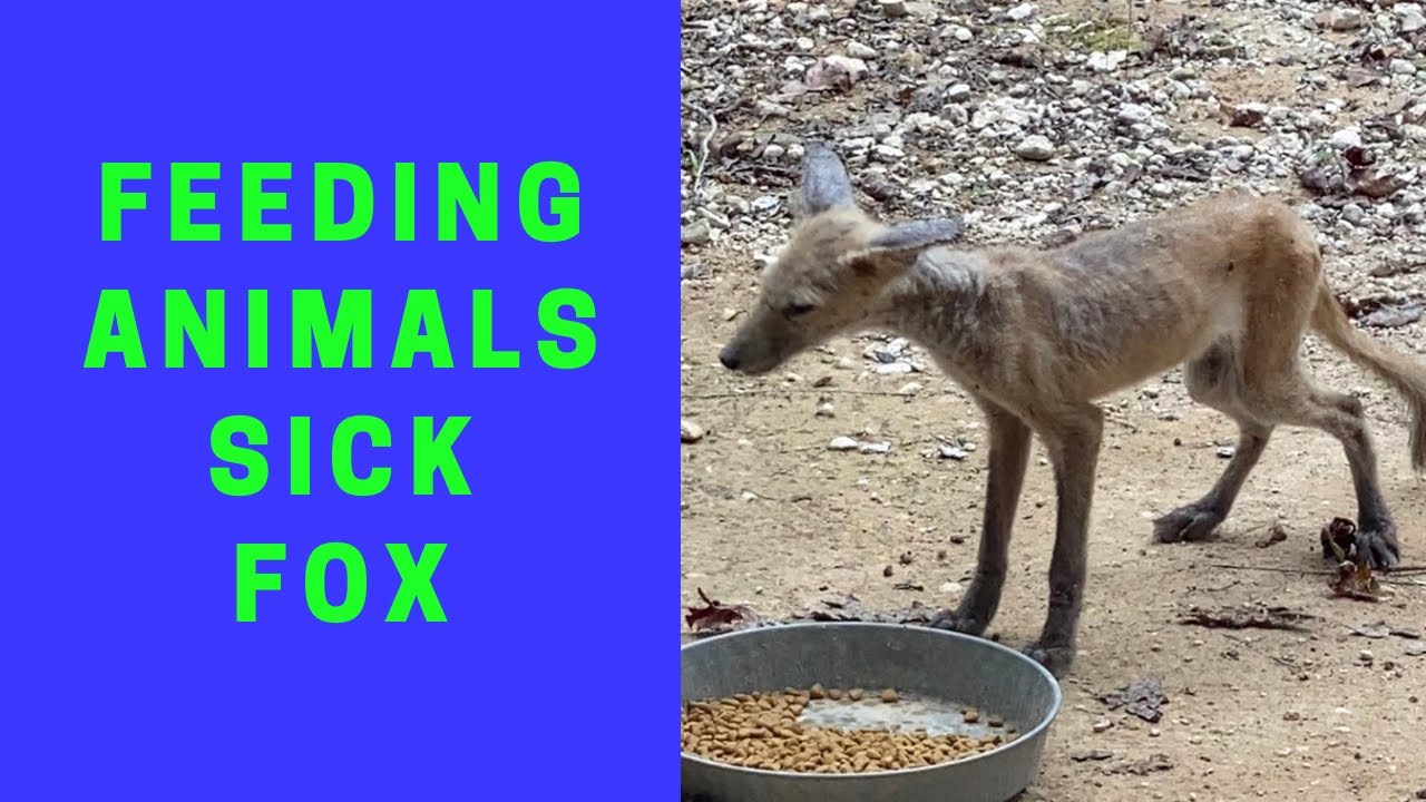 Feedings Animals Sick Fox - YouTube