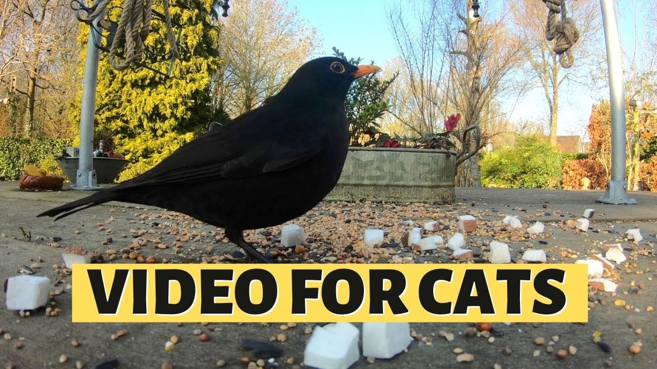 CAT ENTERTAINMENT | Video Of Birds With Sound - YouTube