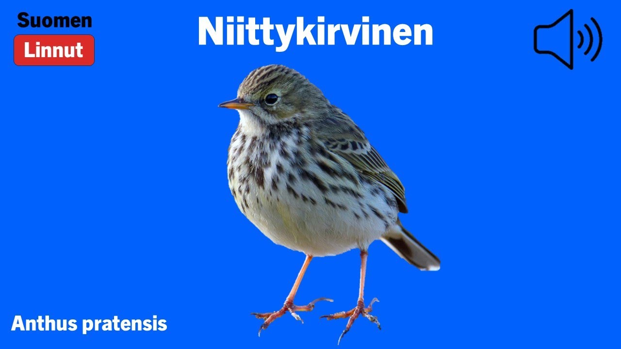 Niittykirvinen - Anthus pratensis - Meadow Pipit - ängspiplärka ...