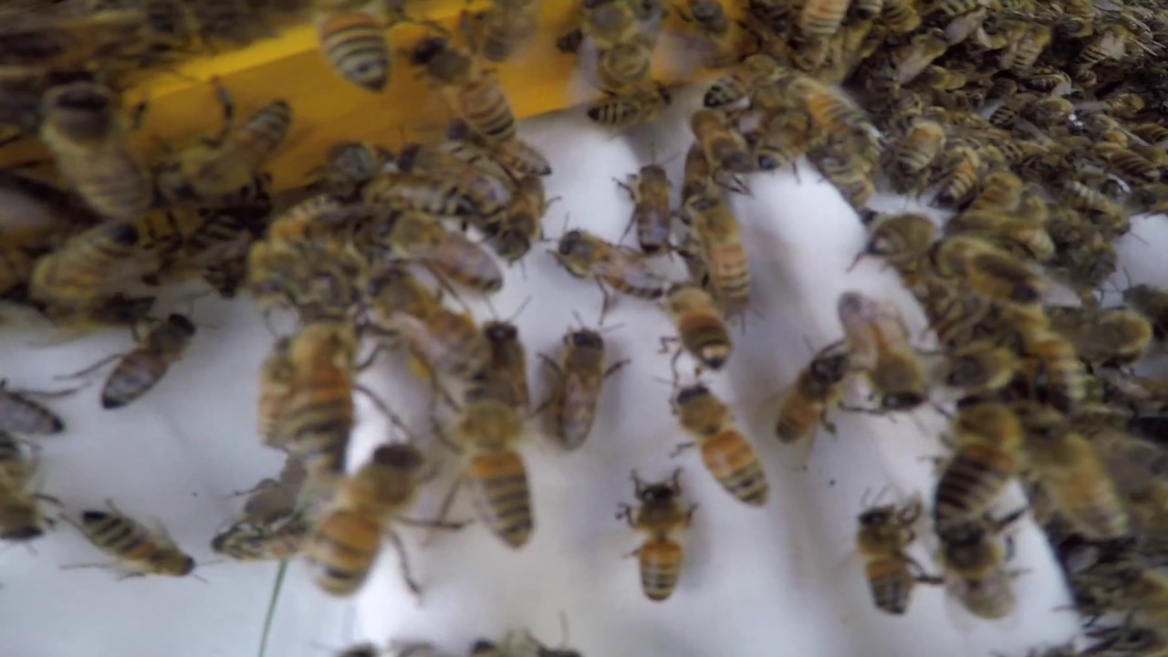 A Swarm from Start to Finish - YouTube