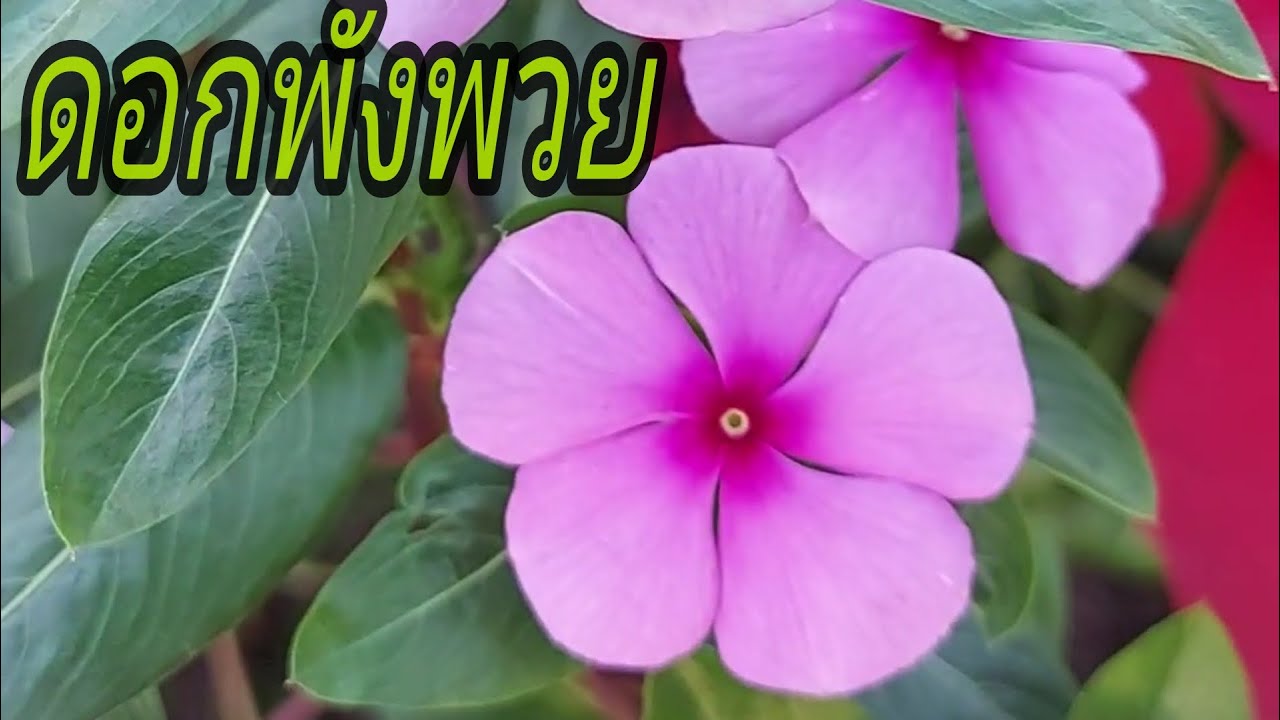 ดอกพังพวยสวยๆWeasel flower - YouTube