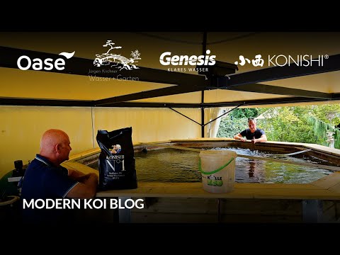 Modern Koi Blog #6081 - Benis gewaltige Zeltinnenhälterung in der Schweiz