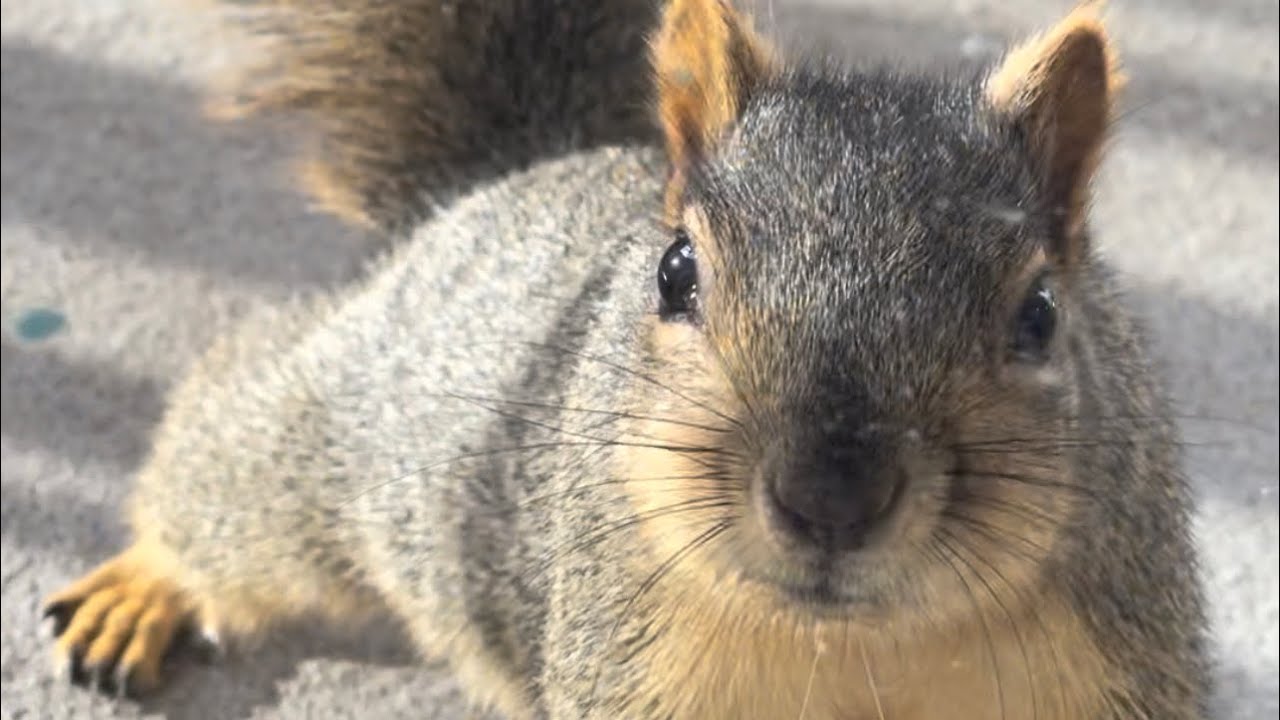Thirsty Squirrel Takes a Cold Drink🐿️ - YouTube