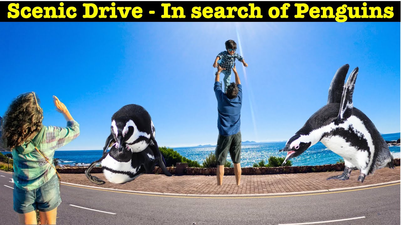 E13 Searching for African Penguins in South Africa | Scenic Drive from ...