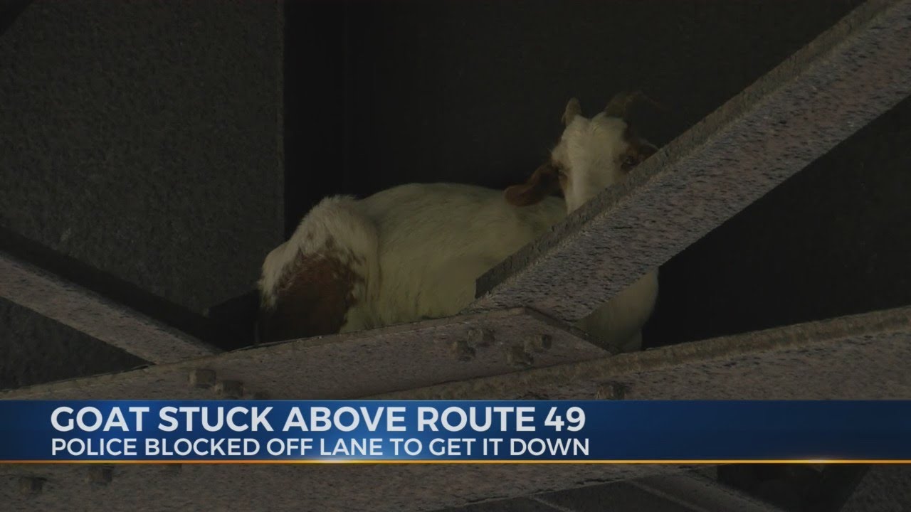 GOAT STUCK - YouTube