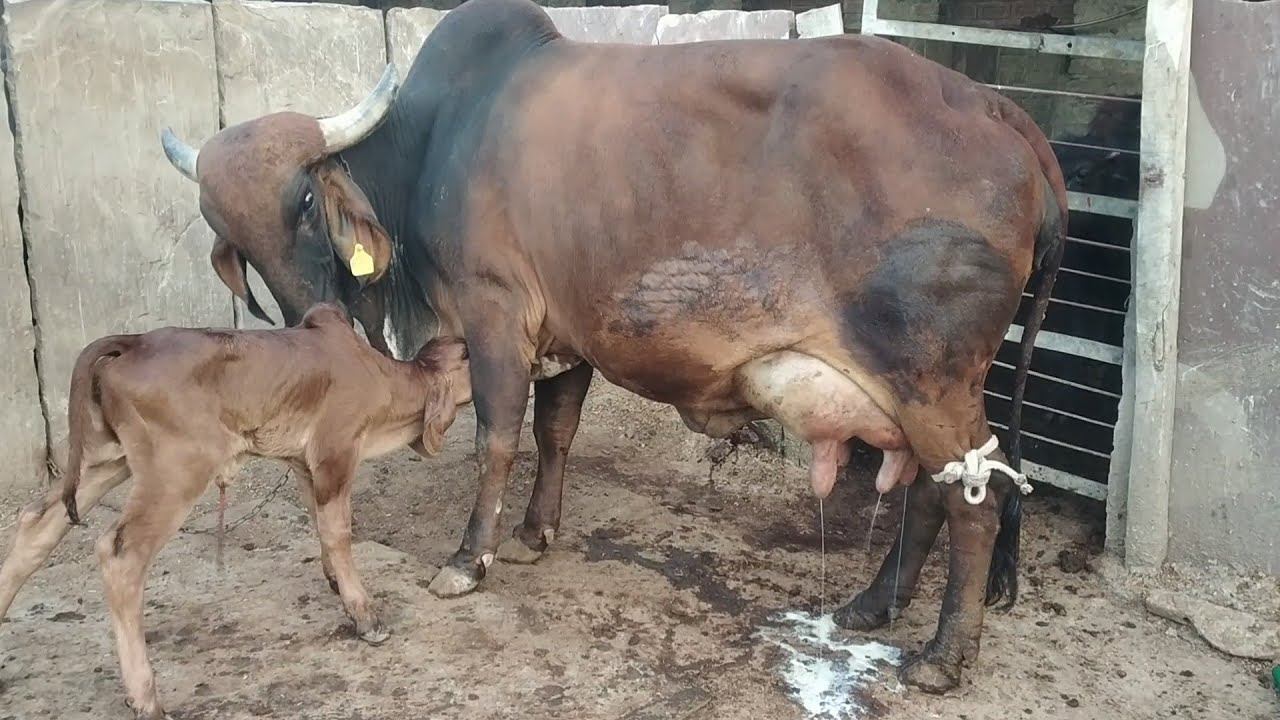Super geer cow my dairy farm - YouTube