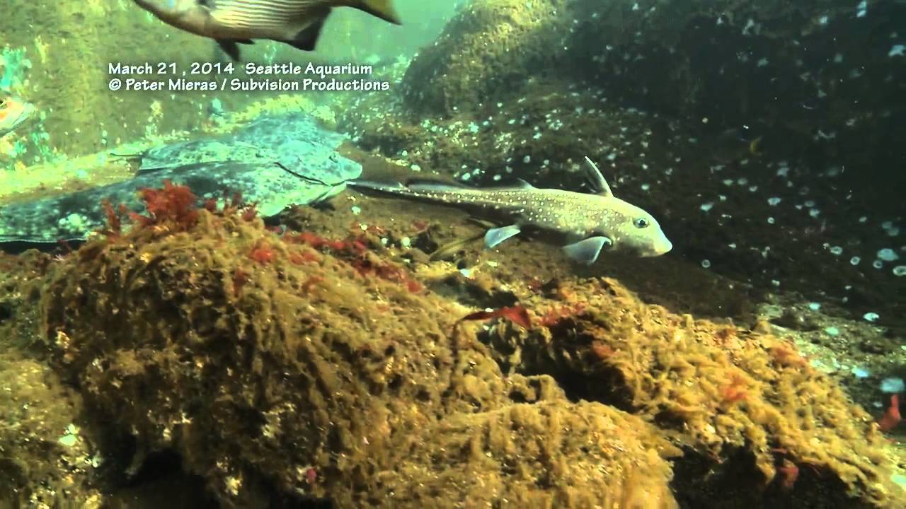 true facts about the spotted ratfish - YouTube